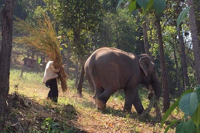 One day Elephants in Nature Experience & Grand Canyon Jumping - Key Points