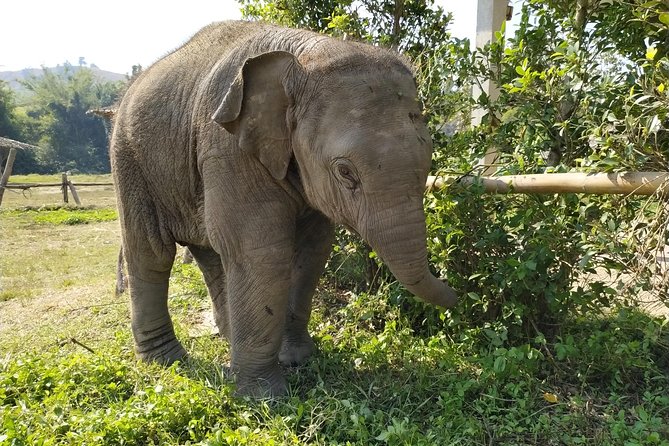 One Day Hiking and Elephant experience by Chiang Mai Elephant Home - The Sum Up
