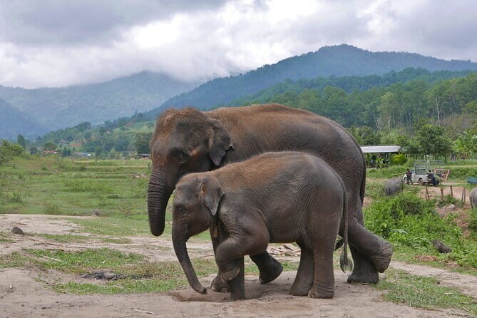 One Day Jungle Trek, Hill Tribe and Bamboo Rafting - Return to Chiang Mai