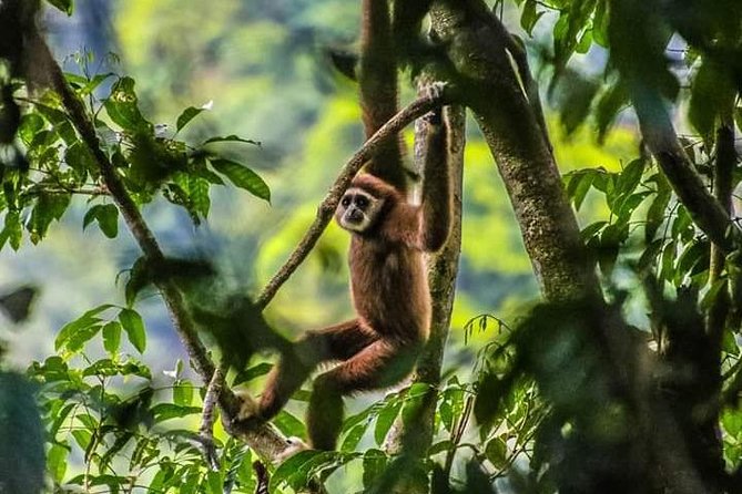 ONE DAY JUNGLE TREKKING 6-7 hours (see orang utan) + RAFTING in BUKIT LAWANG - Exploring a Full Day of Jungle Trekking and Rafting in Bukit Lawang