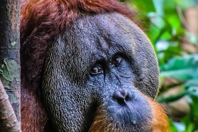 ONE DAY JUNGLE TREKKING 6-7 hours (see orang utan) + RAFTING in BUKIT LAWANG - Authenticity and Genuine Experiences