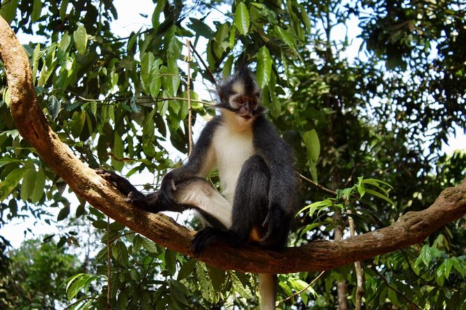ONE DAY JUNGLE TREKKING 6-7 hours (see orang utan) + RAFTING in BUKIT LAWANG - Who Will Love This Tour?