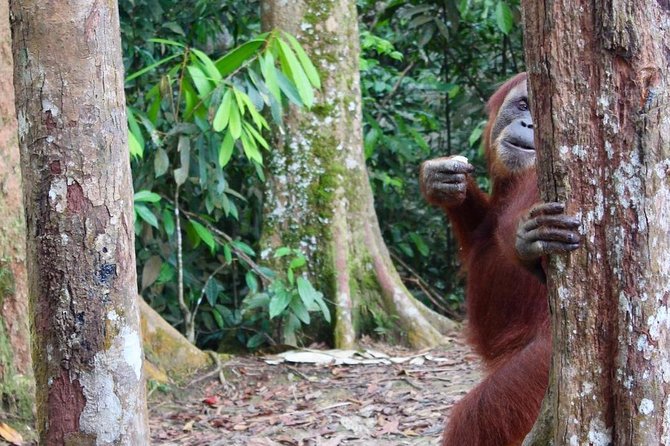 ONE DAY JUNGLE TREKKING 6-7 hours (see orang utan) + RAFTING in BUKIT LAWANG - FAQ