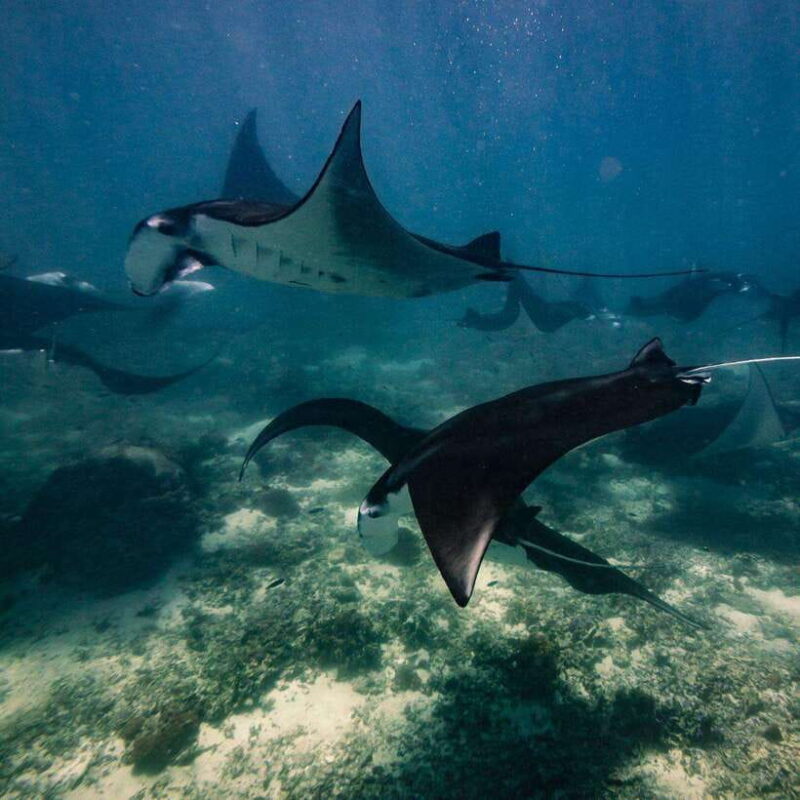 One-Day Komodo Tour By Speedboat - What’s Included and What’s Not