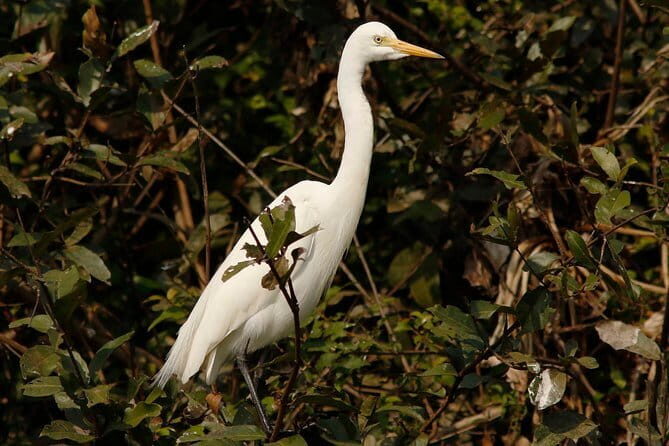 One Day Private Guide Tour to Prek Toal Biosphere - All Inclusive - Introduction