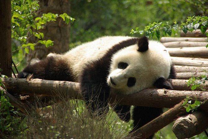 One-Day Private Panda Tour Of Chengdu - An In-Depth Review of the Chengdu Panda Tour