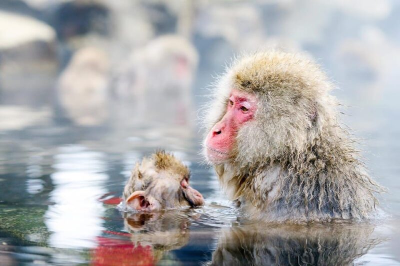 One Day Private Sightseeing Tour to Snow Monkey Zenkoji Temp - Key Points