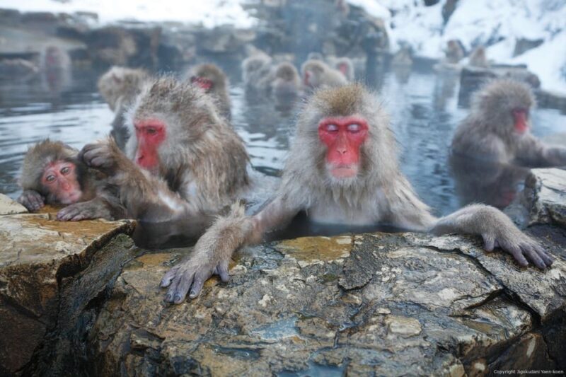 One Day Private Sightseeing Tour to Snow Monkey Zenkoji Temp - Pickup and Drop-off Locations