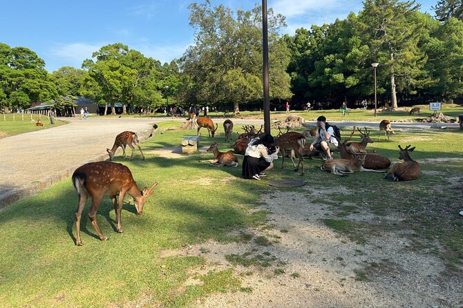 One Day Private Tour in Kyoto and Nara From Osaka - Reviews and Ratings