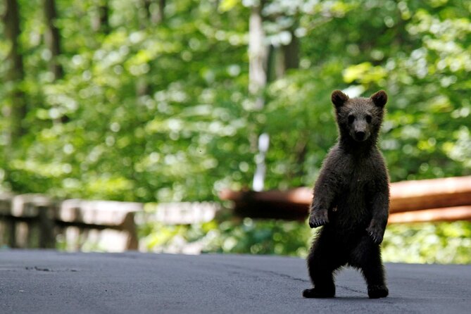 One Day Private Tour to Peles and Dracula Castles & Brasov City - Frequently Asked Questions