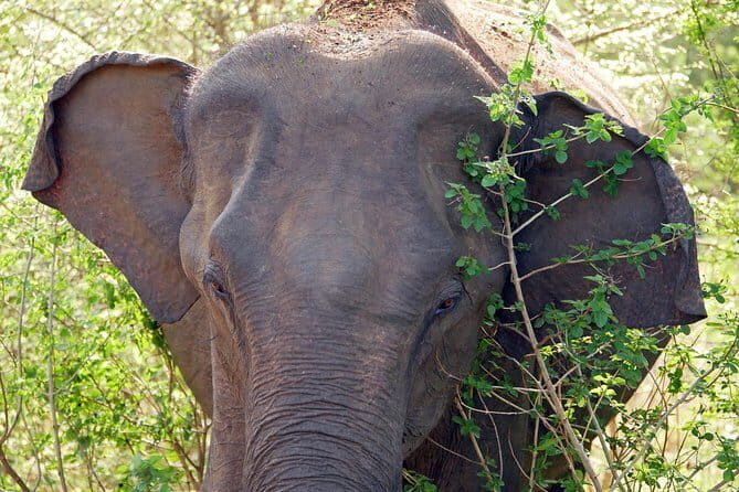 One Day Safari Tour to Bundala National Park from Colombo - What Travelers Say