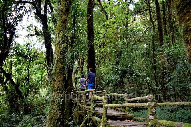 One day tour Doi Inthanon National Park and Trekking on Kew Mae Pan Trail - Key Points