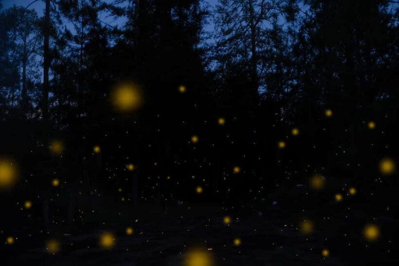 One day tour from Mexico City to Firefly Sanctuary - An authentic day trip to fireflies and Tlaxcala: what to expect