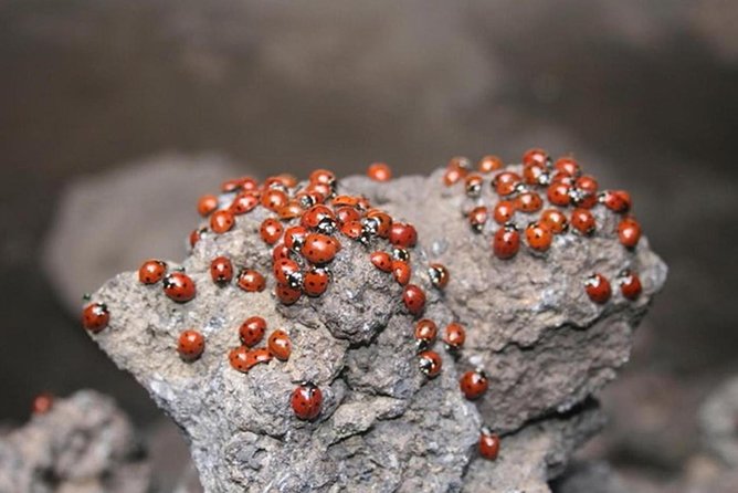 One Day Tour in Catania and Trekking on Etna - Pricing and Value: Is It Worth It?