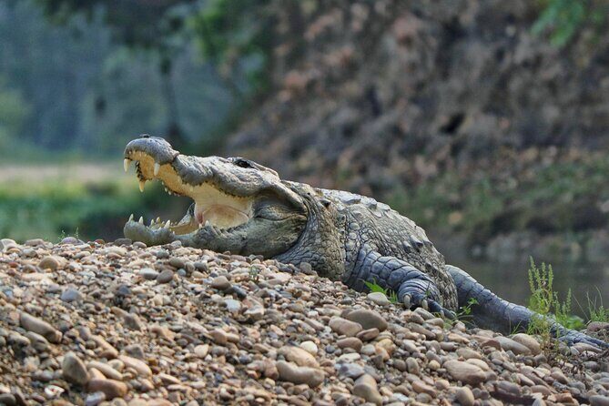 One Day Tour inside Chitwan National Park - Who Would Love This Tour?