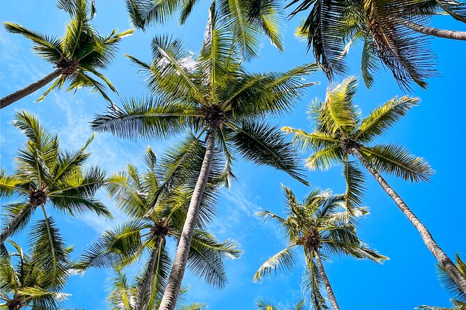 One Day Tour Isla Tortuga With Lunch From Puntarenas - Dolphin Watching and Snorkeling