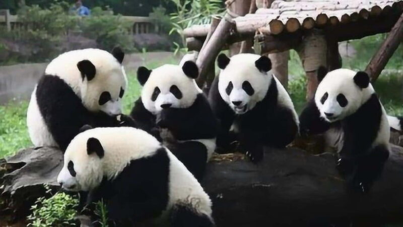 One-day tour of Panda Park and Leshan Giant Buddha - Key Points