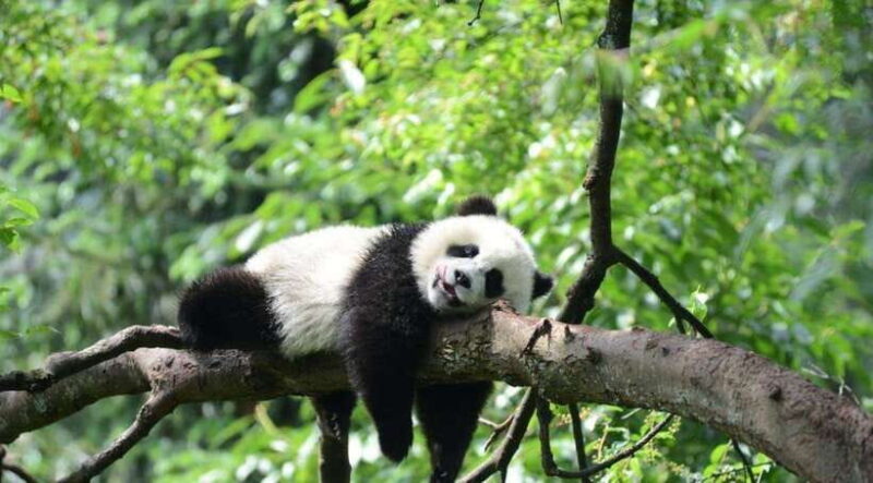 One-day tour of Panda Park and Leshan Giant Buddha - Panda Park: Up Close with Pandas