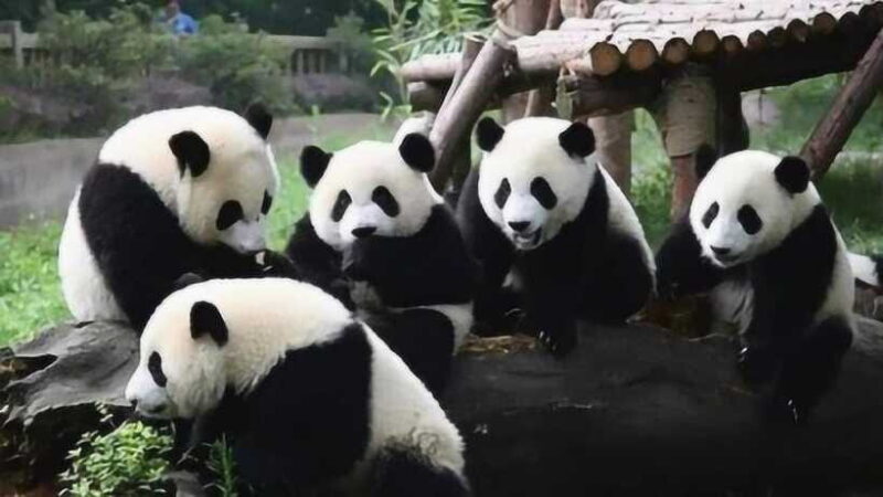 One-day tour of Panda Park and Leshan Giant Buddha - Suitability for Different Travelers