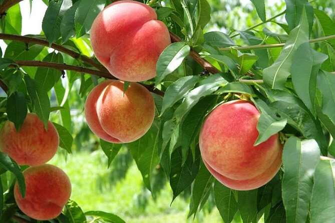 One Day Tour to Oishi Park and Fruit Picking in Mt. Fuji Tokyo - Accessibility and Participation