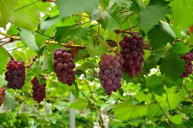 One Day Tour to Oishi Park and Fruit Picking in Mt. Fuji Tokyo - Getting to the Departure Point