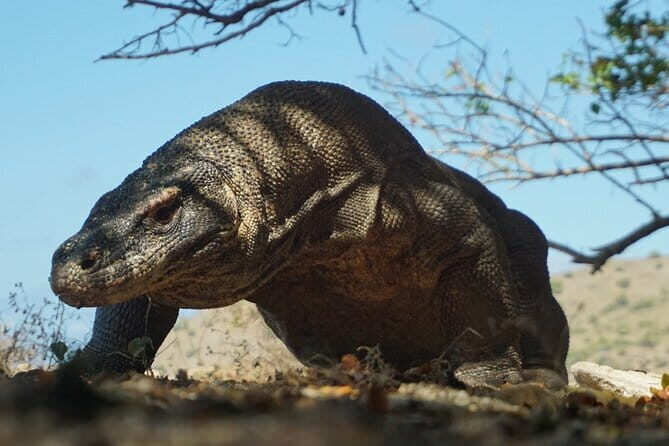 One Day Tours Komodo - Padar Island - Exploring the One Day Tours Komodo - Padar Island: An Honest Review