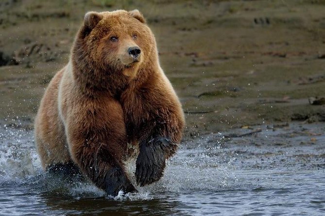 One day trip Bear Sanctuary Dracula Castel and Rasnov Fortress from Brasov - The Experience and the Reviews