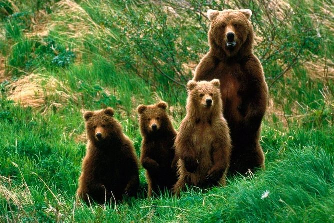 One day trip Bear Sanctuary Dracula Castel and Rasnov Fortress from Brasov - FAQ