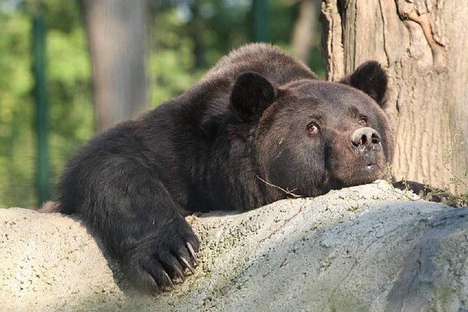 One Day Trip Bear Sanctuary, Dracula Castle, Rasnov Fortress From Brasov - Rasnov Fortress