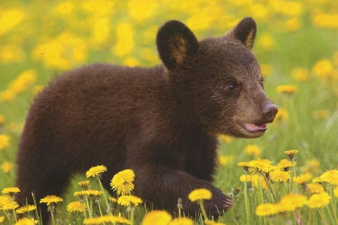 One Day Trip Bear Sanctuary, Dracula Castle, Rasnov Fortress From Brasov - Tour Experience