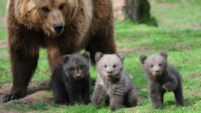 One day trip Bear Sanctuary, Dracula Castle - An In-Depth Look at the Tour Experience