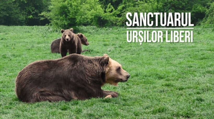 One day trip Bear Sanctuary, Dracula Castle - Final Thoughts: Who Will Love This Tour?