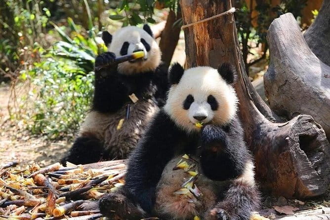 One Day Trip to Chengdu Panda Base and Leshan Buddha Tour - FAQ