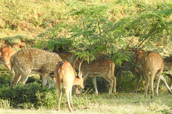 One Day Udawalawe Safari from Galle/Mirissa/Unawatuna/Hikkaduwa - Frequently Asked Questions