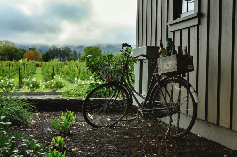 One Day Winery Tour with Wine Tasting and Cheese snack - An In-Depth Look at the Tour Experience