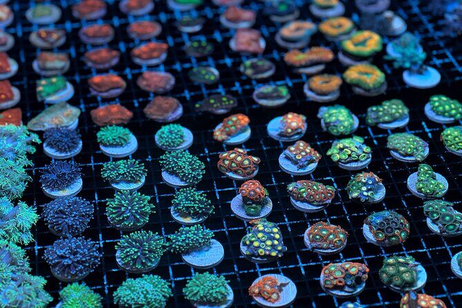 One Hour Coral Farm Tour, Discover Australia's Marine Life - Key Points