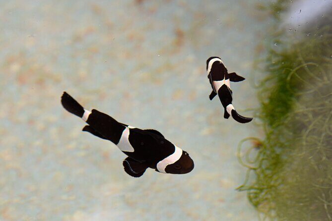 One Hour Coral Farm Tour, Discover Australia's Marine Life - Final Thoughts
