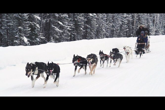 One Hour Experience Dog Sledding - An In-Depth Look at the Fairbanks Dog Sledding Tour