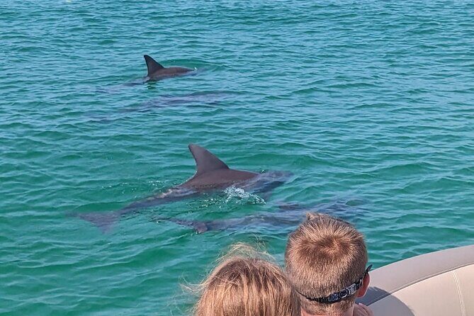 One Hour Harbor Shared Tour with Dolphin Watching - FAQ