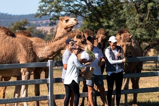 One Hump Camel Farm and Wine Tour - One Hump Camel Farm and Wine Tour: A Balanced Look at a Unique Day Out