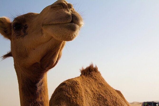 One Hump Camel Farm and Wine Tour - Exploring the Full Itinerary: What to Expect