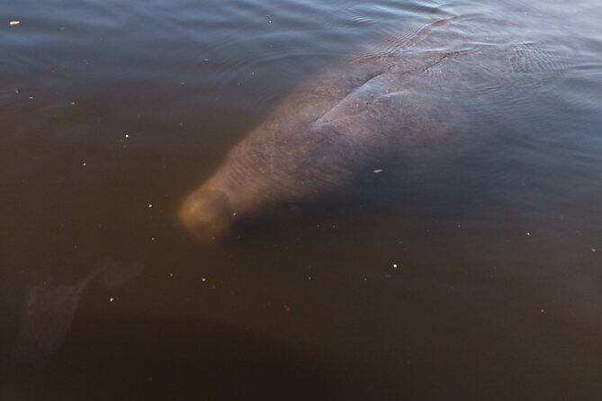 One Single Kayak Rental for 2 hours with Manatee & Dolphin sightings! - Who Will Love This Experience?