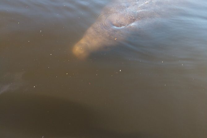One Tandem Kayak Rental for 2 hours with Manatee & Dolphin sightings! - FAQ