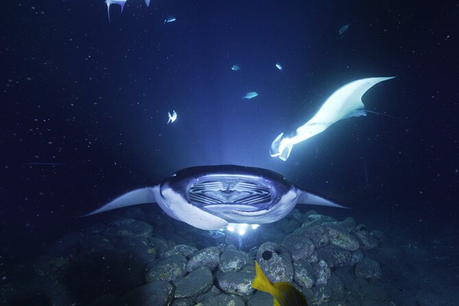 One Tank Manta Night Dive and Snorkel - Why This Tour Is a Great Value