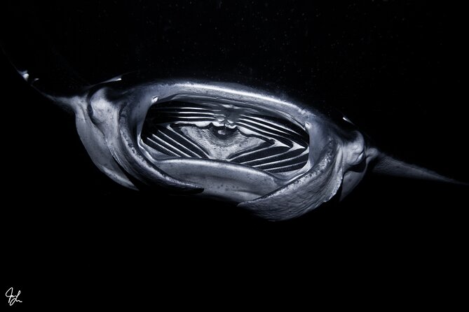 One Tank Manta Night Dive and Snorkel - Final Thoughts