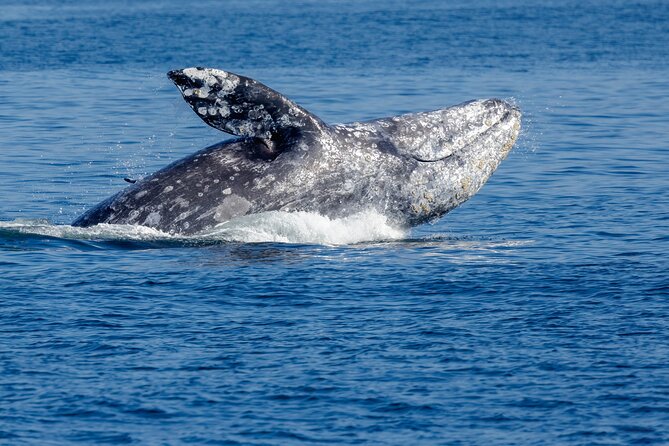 Only Wildlife and Whale Watching Tour Leaving from Seattle - The Naturalist and Educational Value