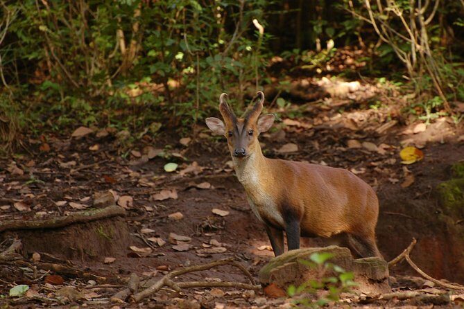 Ooty - Day Trip to Bellikkal Estate - The Detailed Experience: What You Can Expect