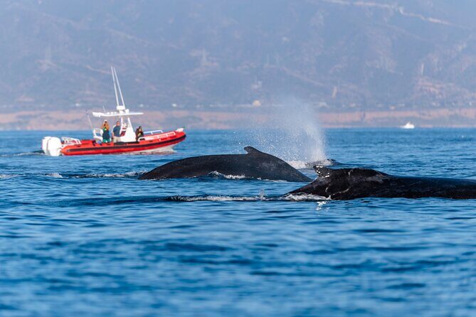 Open Boat Whale Watching - Introduction: A Closer Look at a Personal Whale Watching Adventure