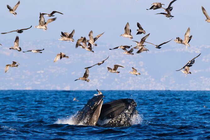 Open Boat Whale Watching - Analyzing the Cost and Value