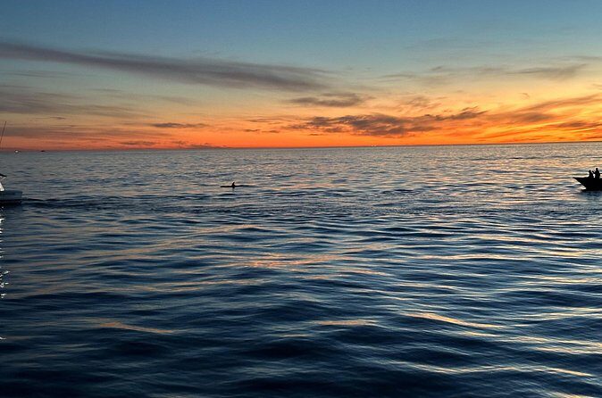 Open Boat Whale Watching - The Sum Up